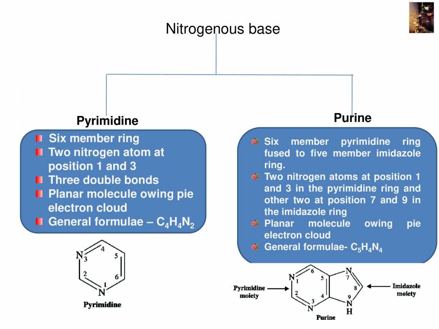 Importance Of Nucleic Acid - Notes - LearnPick India