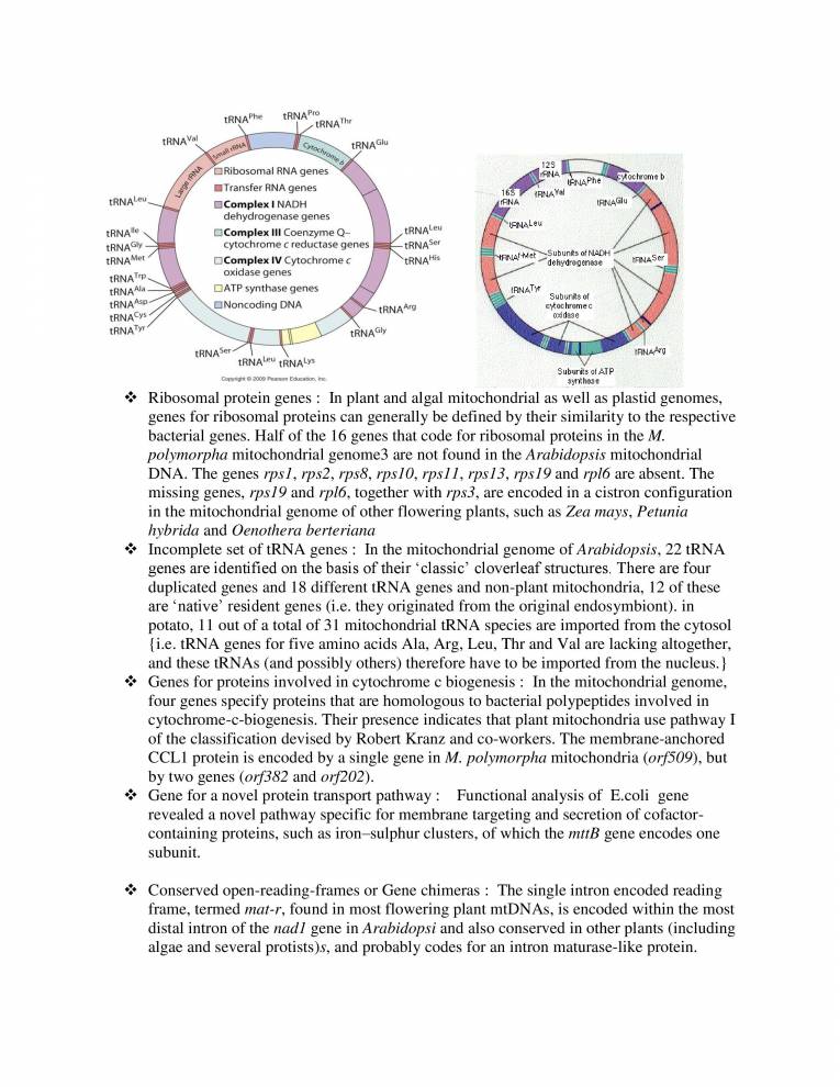 Plant Mitochondrial DNA - Notes - LearnPick India