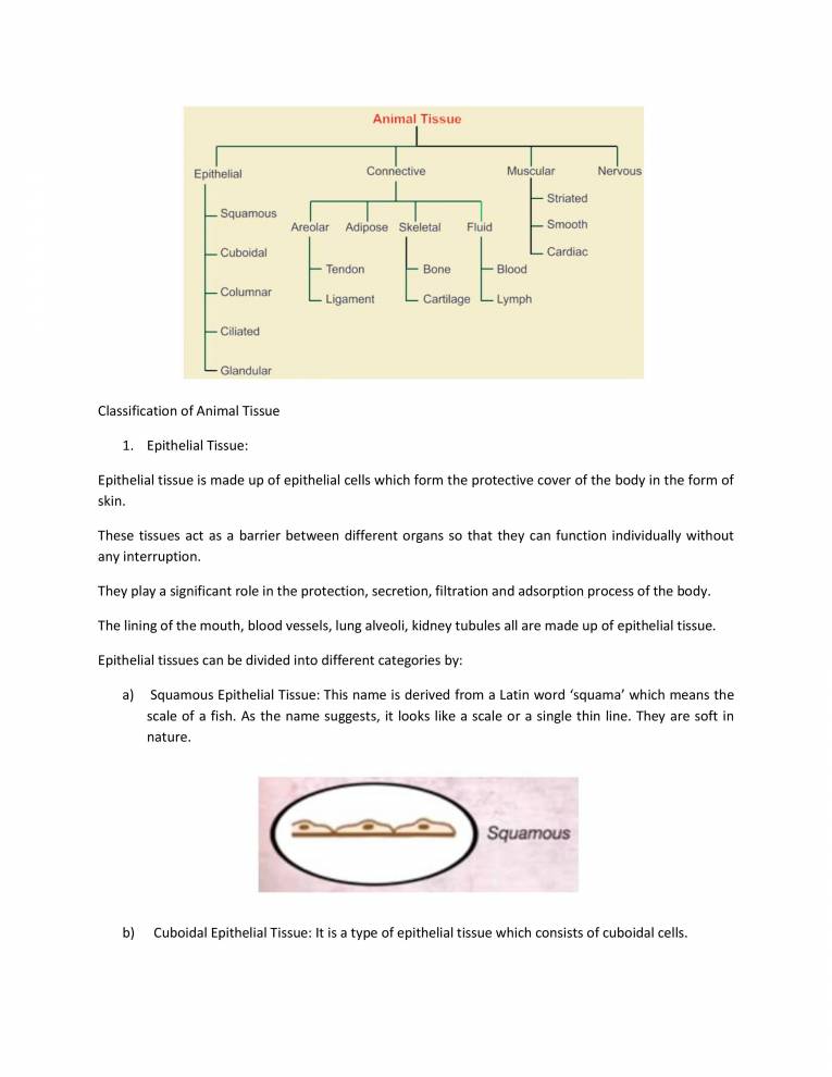 Animal Tissue - Notes - LearnPick India