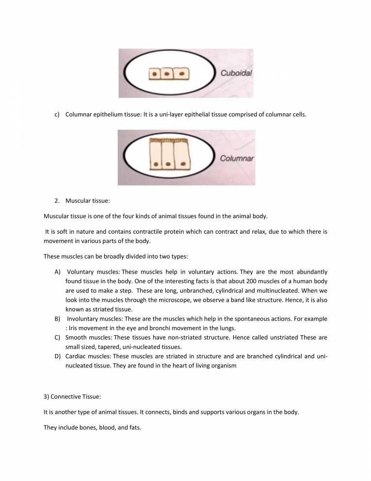 Animal Tissue - Notes - LearnPick India
