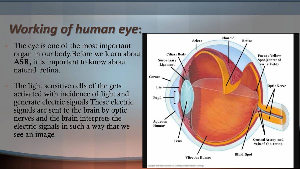 Bionic Eye - PowerPoint Slides - LearnPick India