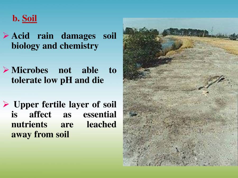 Effects Of Acid Rain On Soil