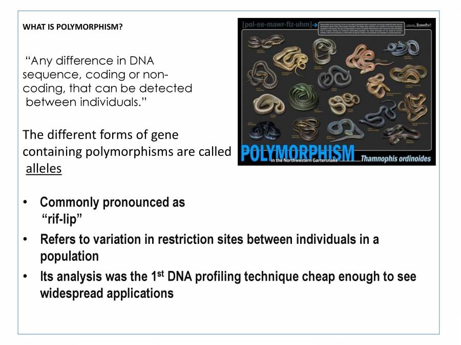 Restriction Fragment Length Polymorphism - PowerPoint Slides - LearnPick India