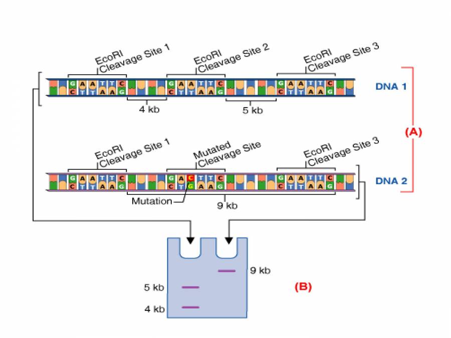 Restriction Fragment Length Polymorphism Powerpoint Slides