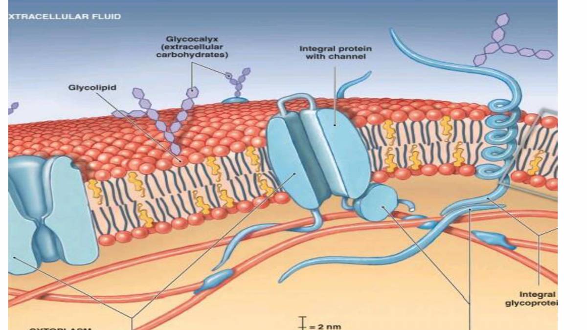 Cell Membrane - PowerPoint Slides - LearnPick India