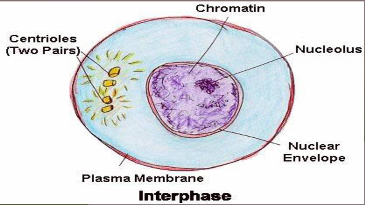 Interphase Of Mitosis Slide