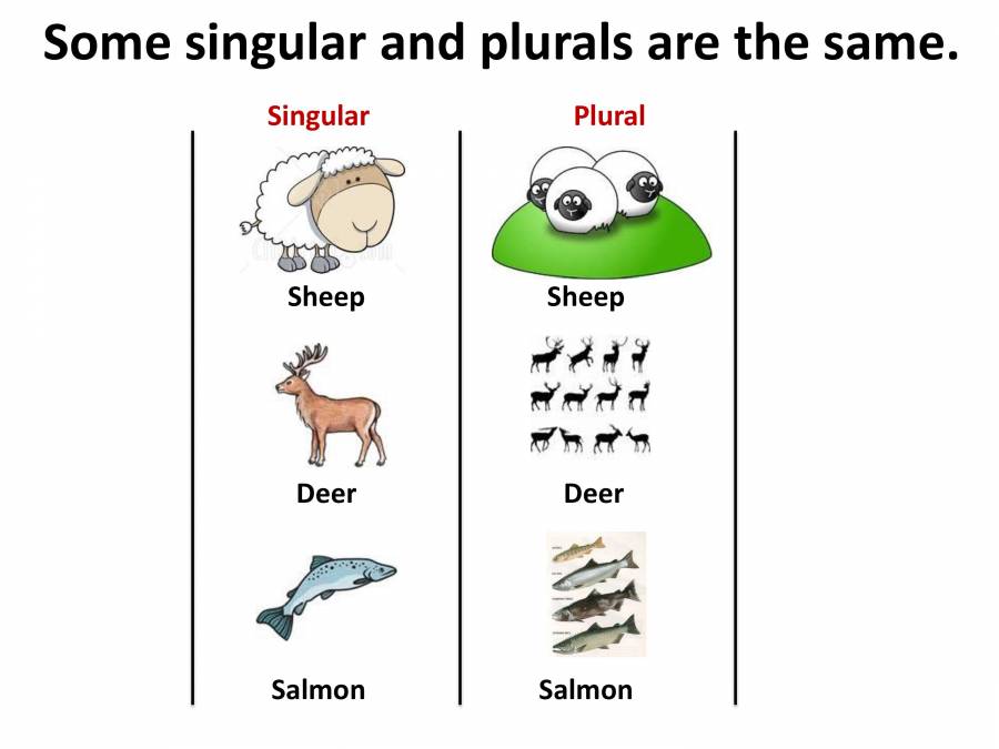 Singular And Plural - English Grammar - PowerPoint Slides - LearnPick India