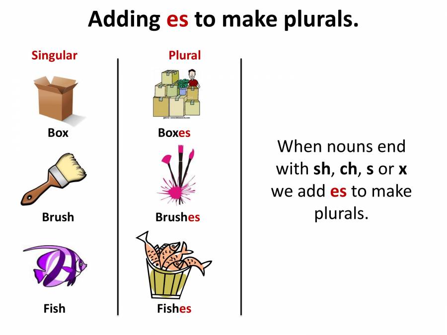 Singular And Plural - English Grammar - PowerPoint Slides - LearnPick India
