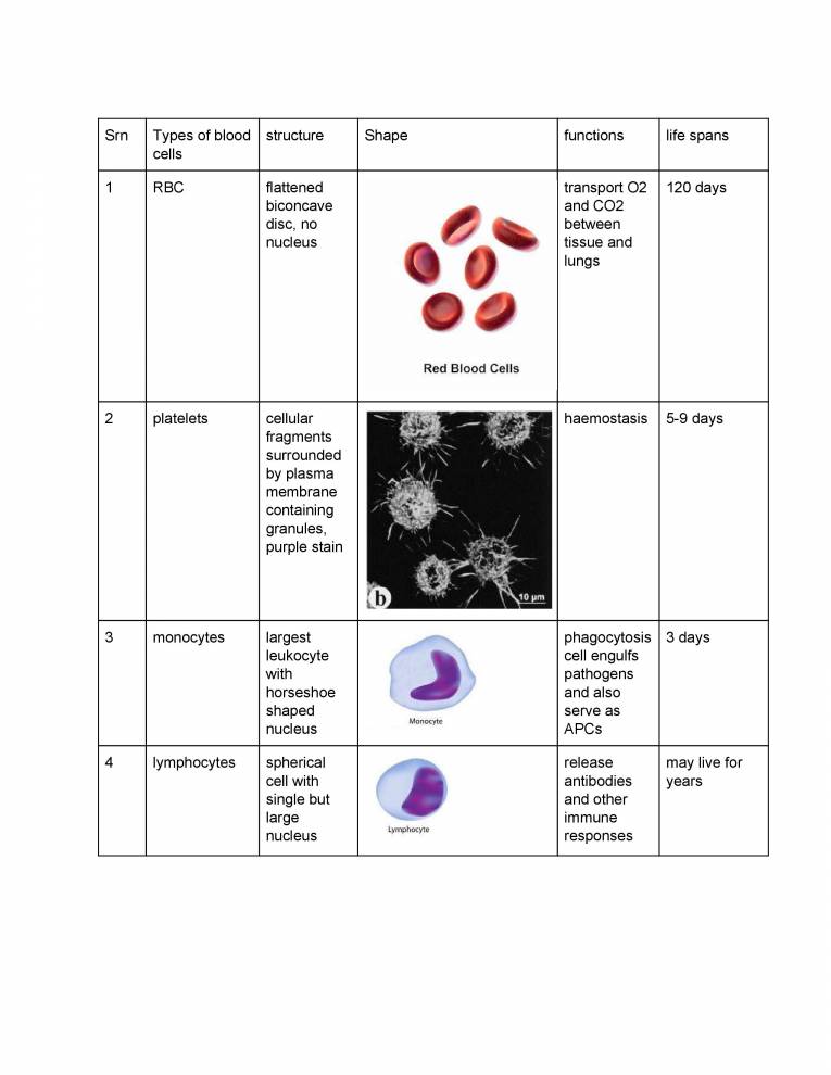 Blood Cells - PowerPoint Slides - LearnPick India