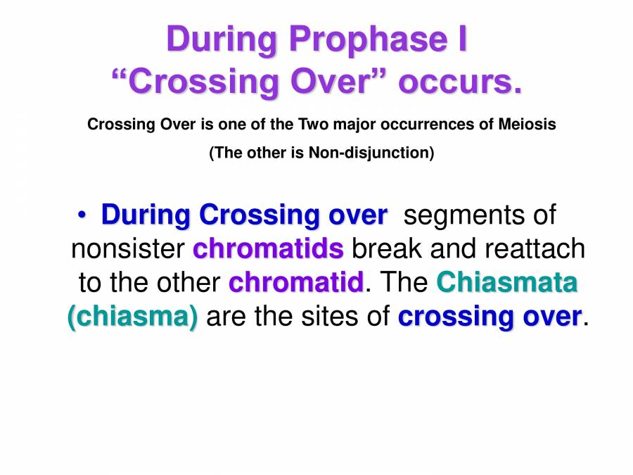 Meiosis - PowerPoint Slides - LearnPick India