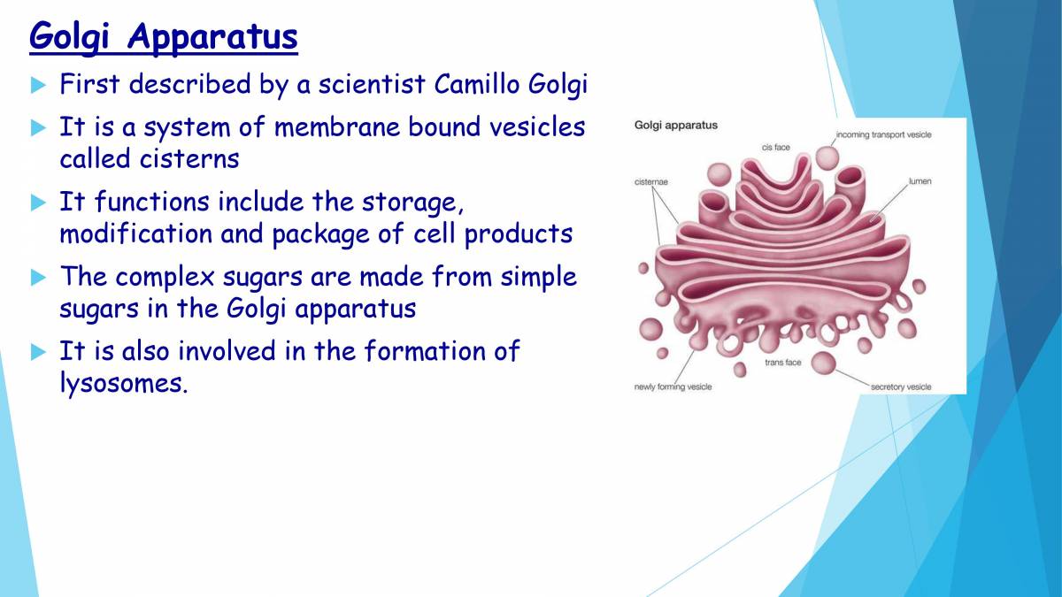 The Fundamental Units Of Life - PowerPoint Slides - LearnPick India