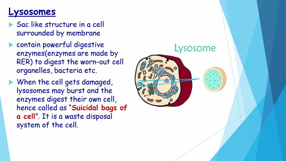 The Fundamental Units Of Life - PowerPoint Slides - LearnPick India