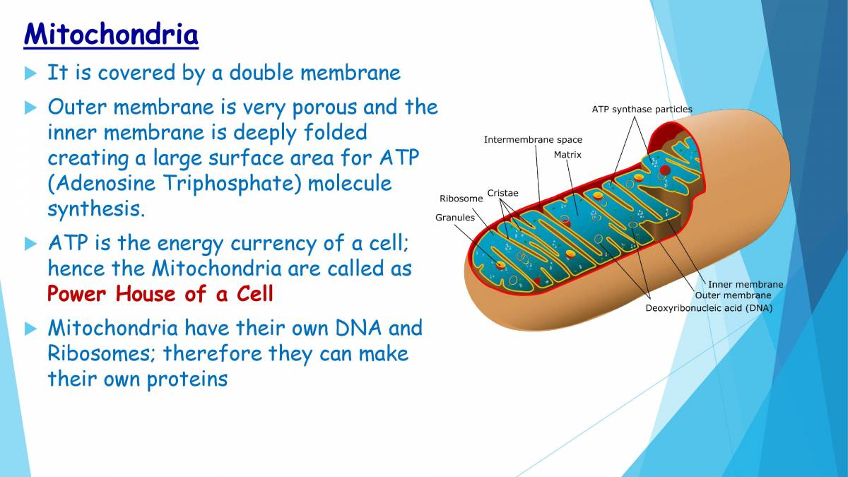 The Fundamental Units Of Life - PowerPoint Slides - LearnPick India