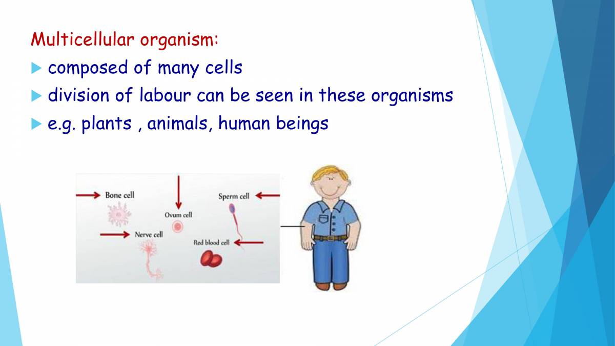 The Fundamental Units Of Life - PowerPoint Slides - LearnPick India
