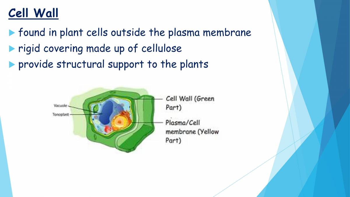 The Fundamental Units Of Life - PowerPoint Slides - LearnPick India