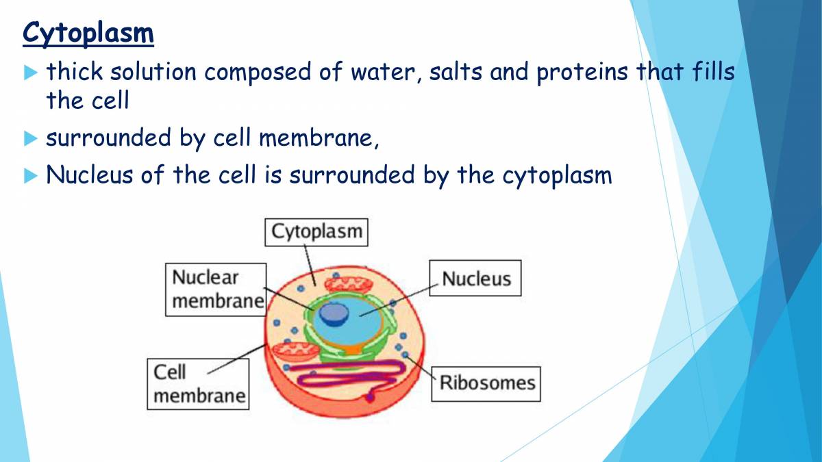 The Fundamental Units Of Life - PowerPoint Slides - LearnPick India