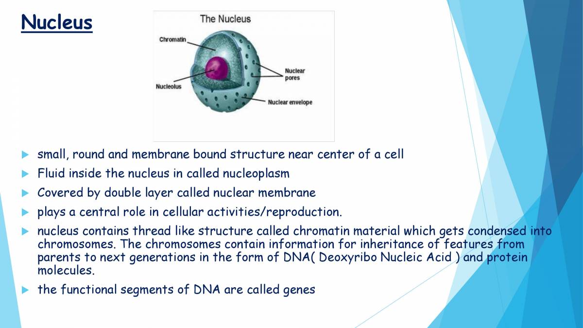 The Fundamental Units Of Life - PowerPoint Slides - LearnPick India