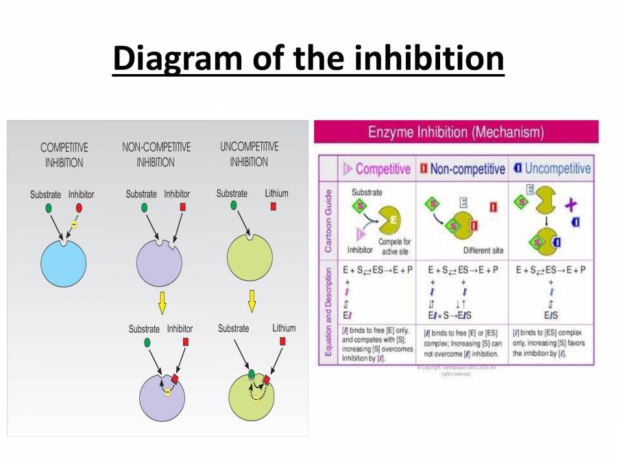 ENZYME - PowerPoint Slides - LearnPick India