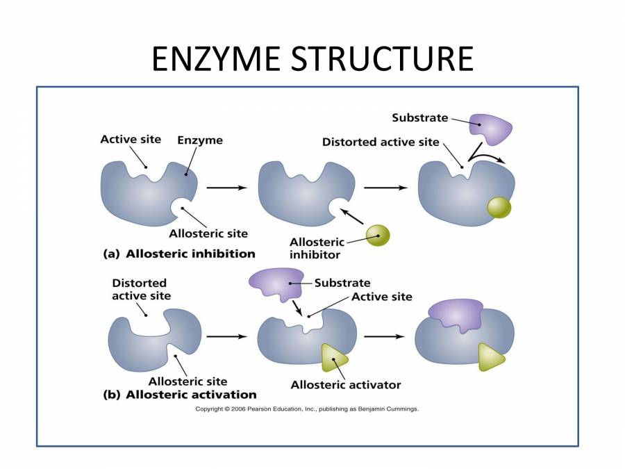 Enzyme Structure Active Site
