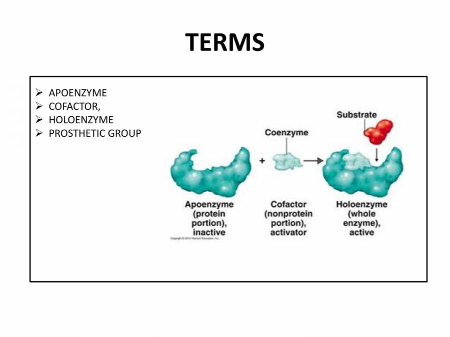 ENZYME - PowerPoint Slides - LearnPick India