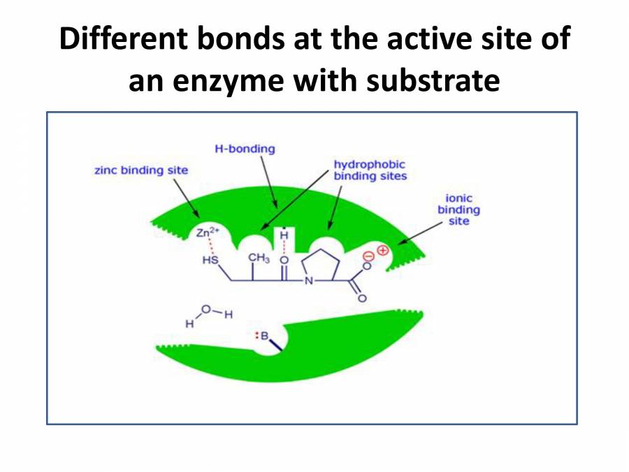 ENZYME - PowerPoint Slides - LearnPick India