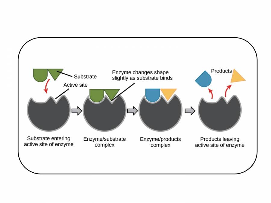 ENZYME - PowerPoint Slides - LearnPick India