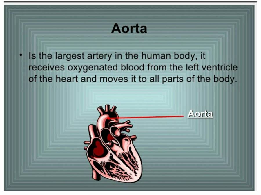 Human Heart - PowerPoint Slides - LearnPick India