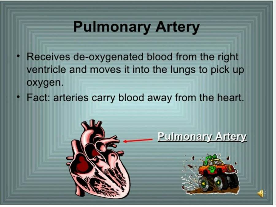 Human Heart - PowerPoint Slides - LearnPick India