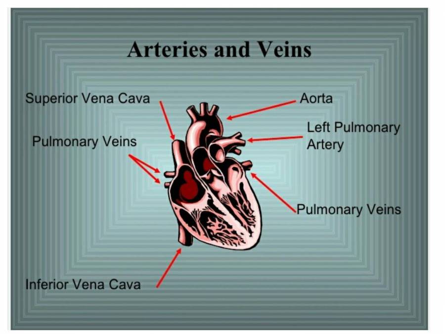 Human Heart - PowerPoint Slides - LearnPick India