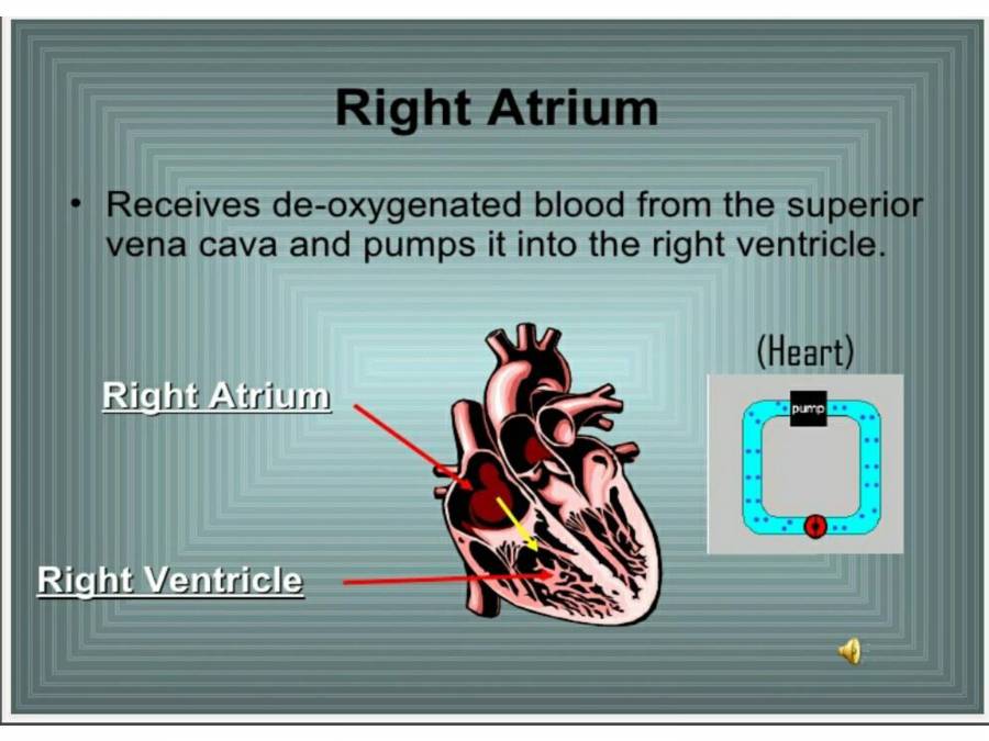 Human Heart - PowerPoint Slides - LearnPick India