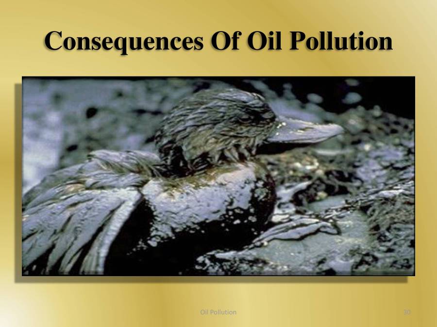 Oil Pollution PPT - PowerPoint Slides - LearnPick India