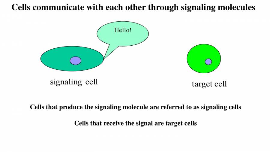 PPT ON CELL CUMMUNICATION AND CELL SIGNALLING - PowerPoint Slides ...