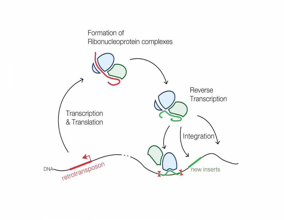 PPT On Retro-Transposons - PowerPoint Slides - LearnPick India