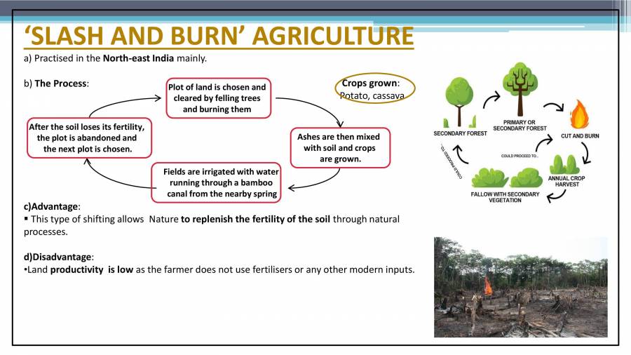 Slash And Burn Agriculture Diagram