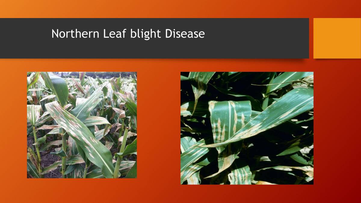Notes On Sweet Corn Diseases - PowerPoint Slides - LearnPick India