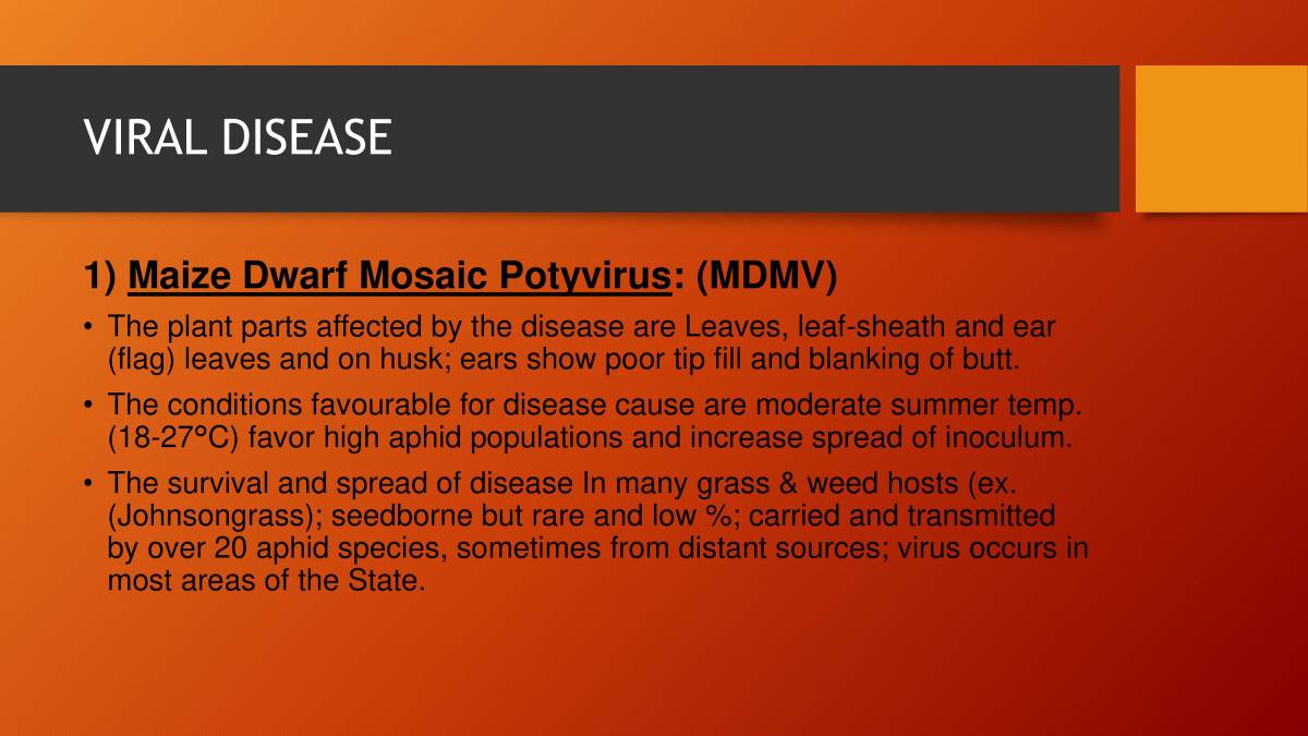 Notes On Sweet Corn Diseases - PowerPoint Slides - LearnPick India