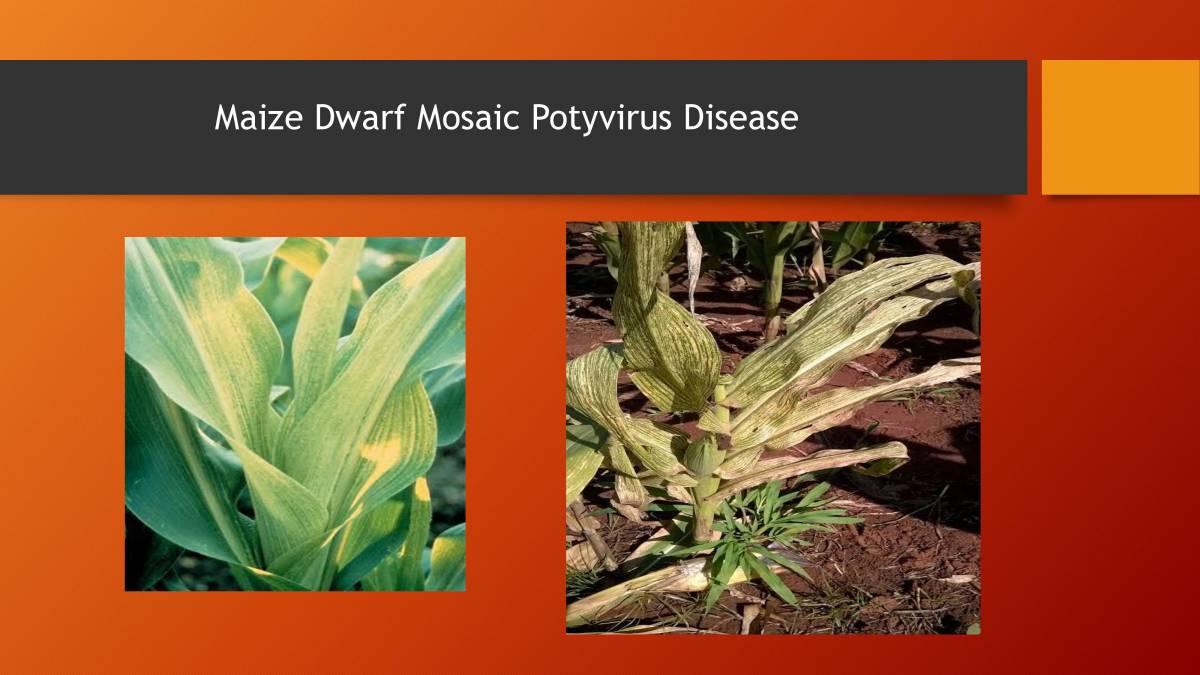 Notes On Sweet Corn Diseases - PowerPoint Slides - LearnPick India
