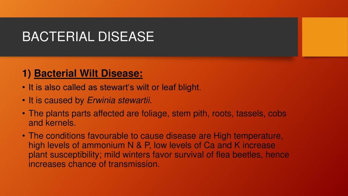 Notes On Sweet Corn Diseases - PowerPoint Slides - LearnPick India