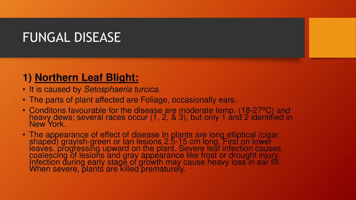 Notes On Sweet Corn Diseases - PowerPoint Slides - LearnPick India