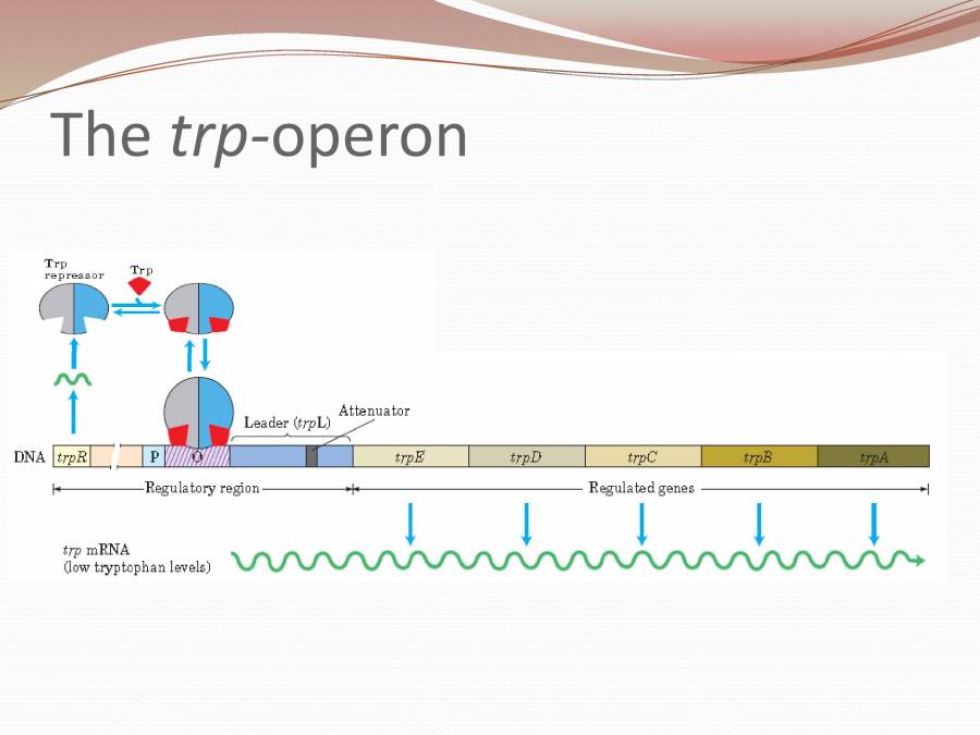 Presentation On Gene Regulation - PowerPoint Slides - LearnPick India