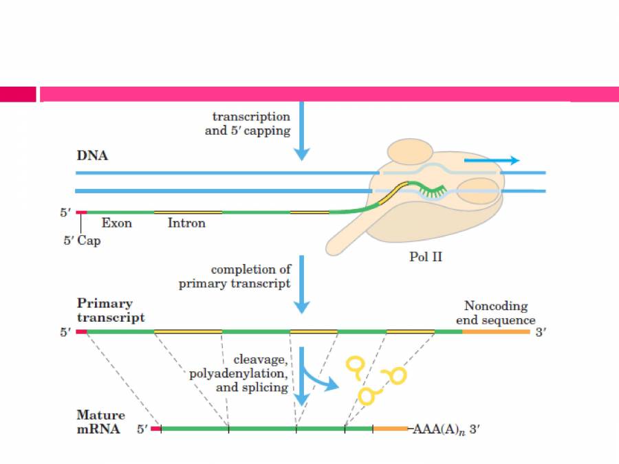 Presentation On Gene Transcription - PowerPoint Slides - LearnPick India