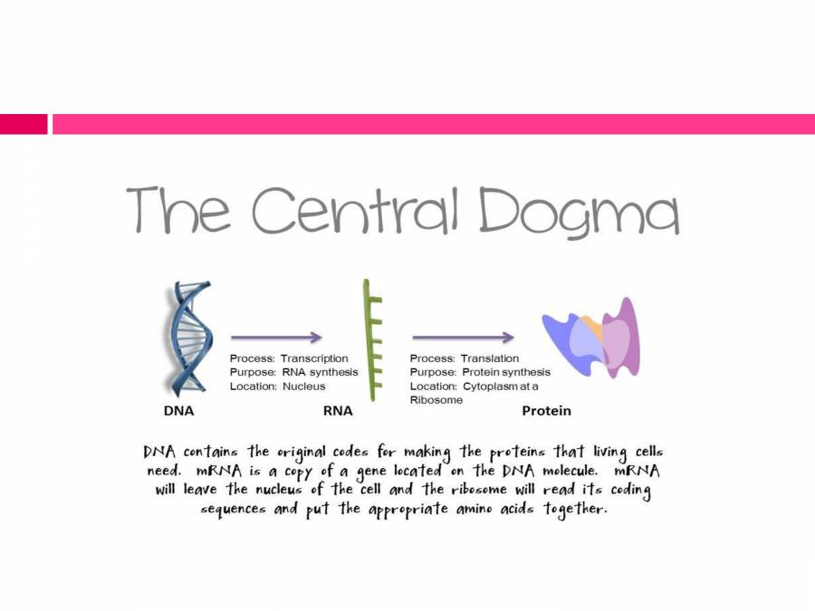 Presentation On Gene Transcription - PowerPoint Slides - LearnPick India
