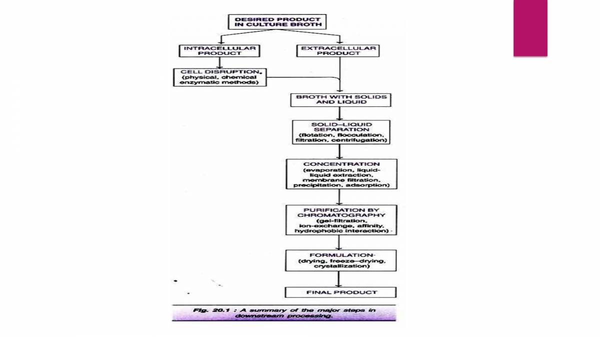 Presentation On Downstream Processing - PowerPoint Slides - LearnPick India