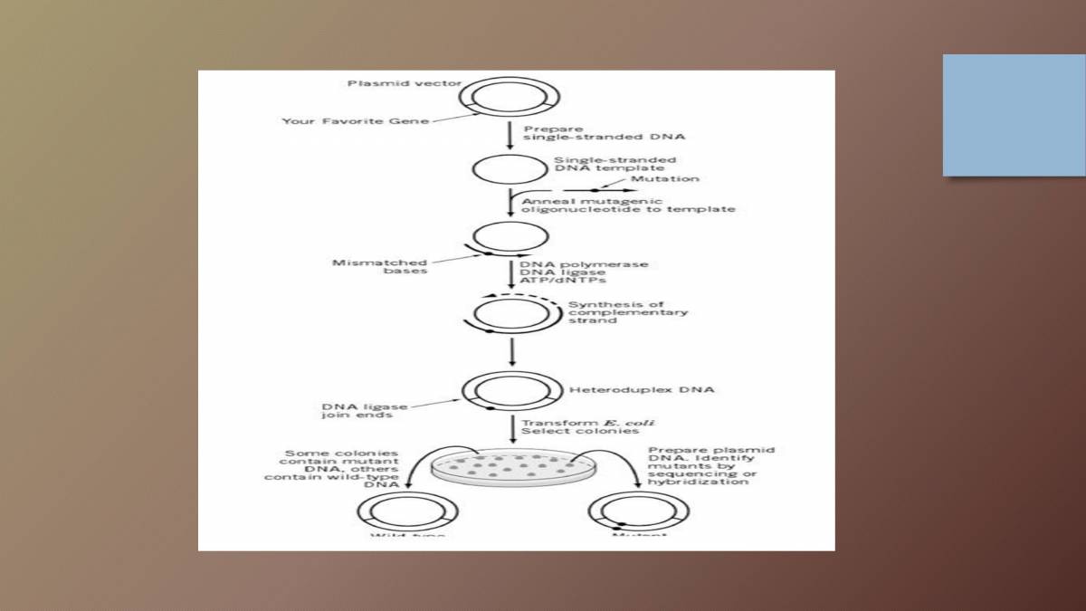 PPT On Strain Improvement - PowerPoint Slides - LearnPick India