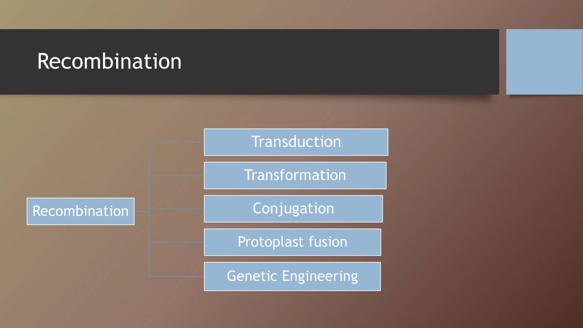 PPT On Strain Improvement - PowerPoint Slides - LearnPick India