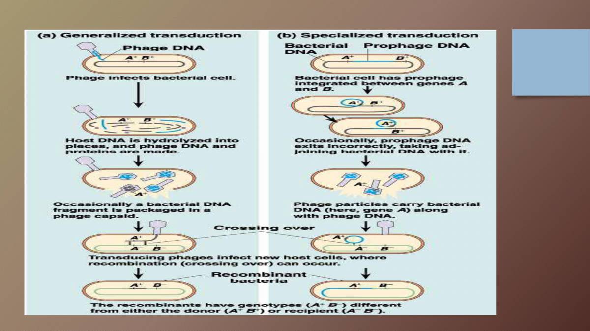 PPT On Strain Improvement - PowerPoint Slides - LearnPick India