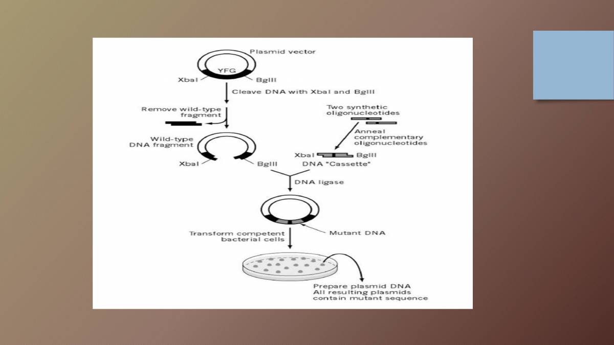 PPT On Strain Improvement - PowerPoint Slides - LearnPick India