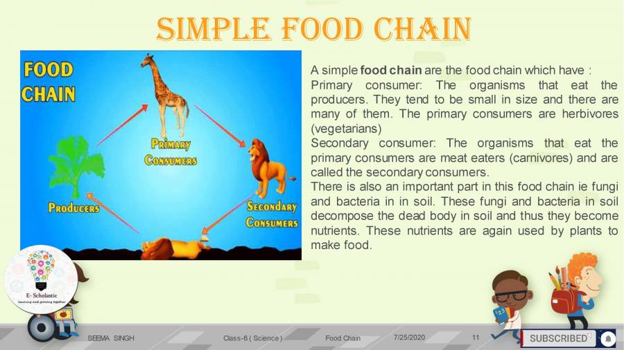 Presentation On Food Chain (Science Class 6) - PowerPoint Slides ...