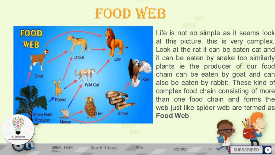 Presentation On Food Chain (Science Class 6) - PowerPoint Slides - LearnPick India
