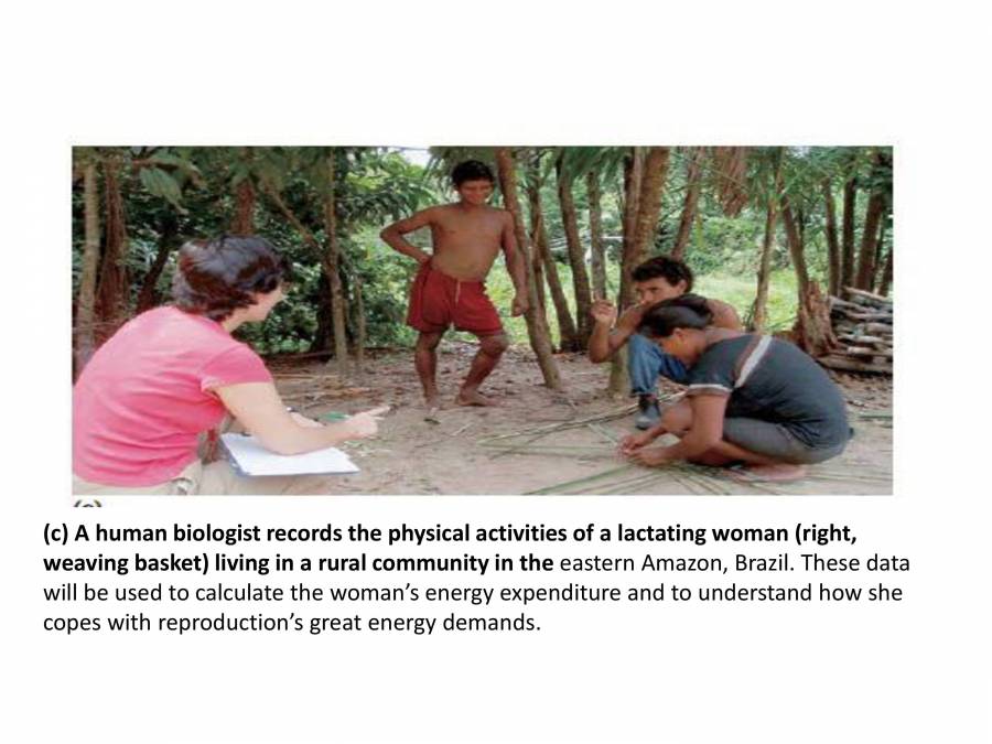 Presentation On Introduction To Anthropology - PowerPoint Slides ...